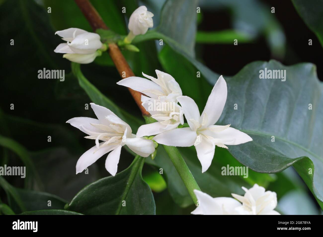Arabica coffee plant flowers hi-res stock photography and images - Alamy