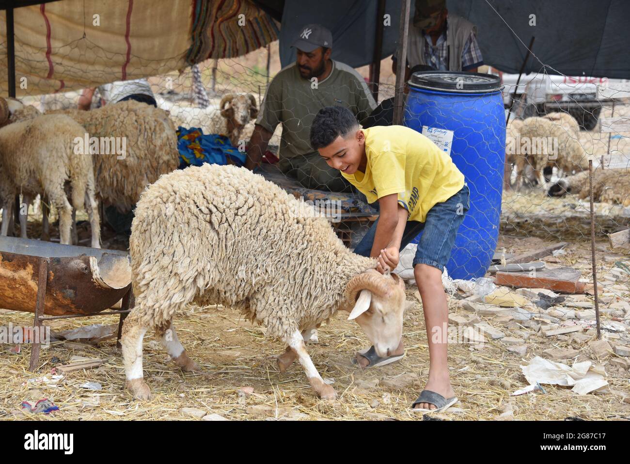 Tunis sheep hi-res stock photography and images - Alamy