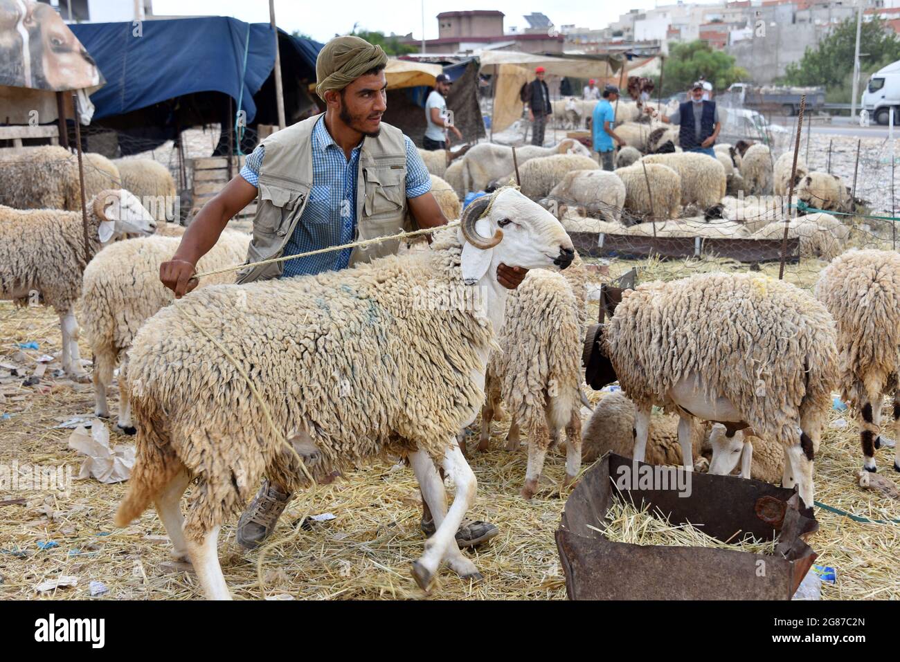 Tunis sheep hi-res stock photography and images - Alamy