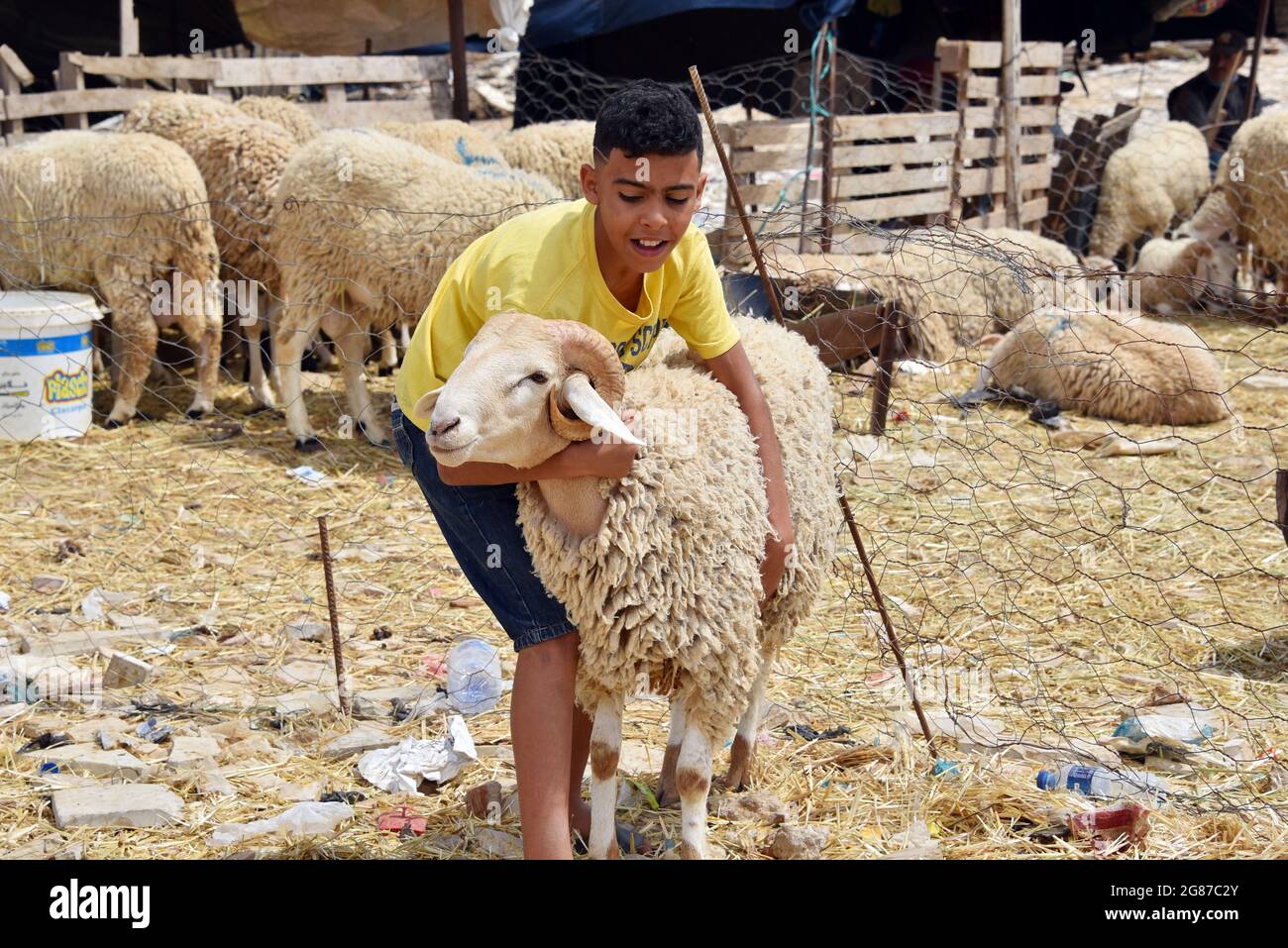 Tunis sheep hi-res stock photography and images - Alamy