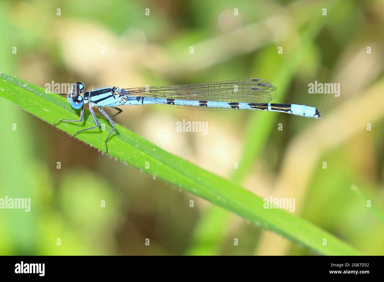 Close-up of common blue damselfly Stock Photo - Alamy