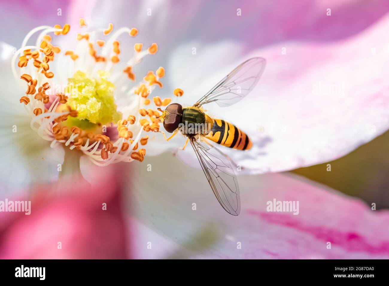 Rose gold stripes hi-res stock photography and images - Alamy