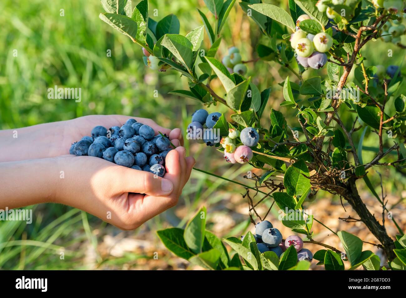 Handful of fresh ripe organic blueberries, close-up blueberry bush and ...