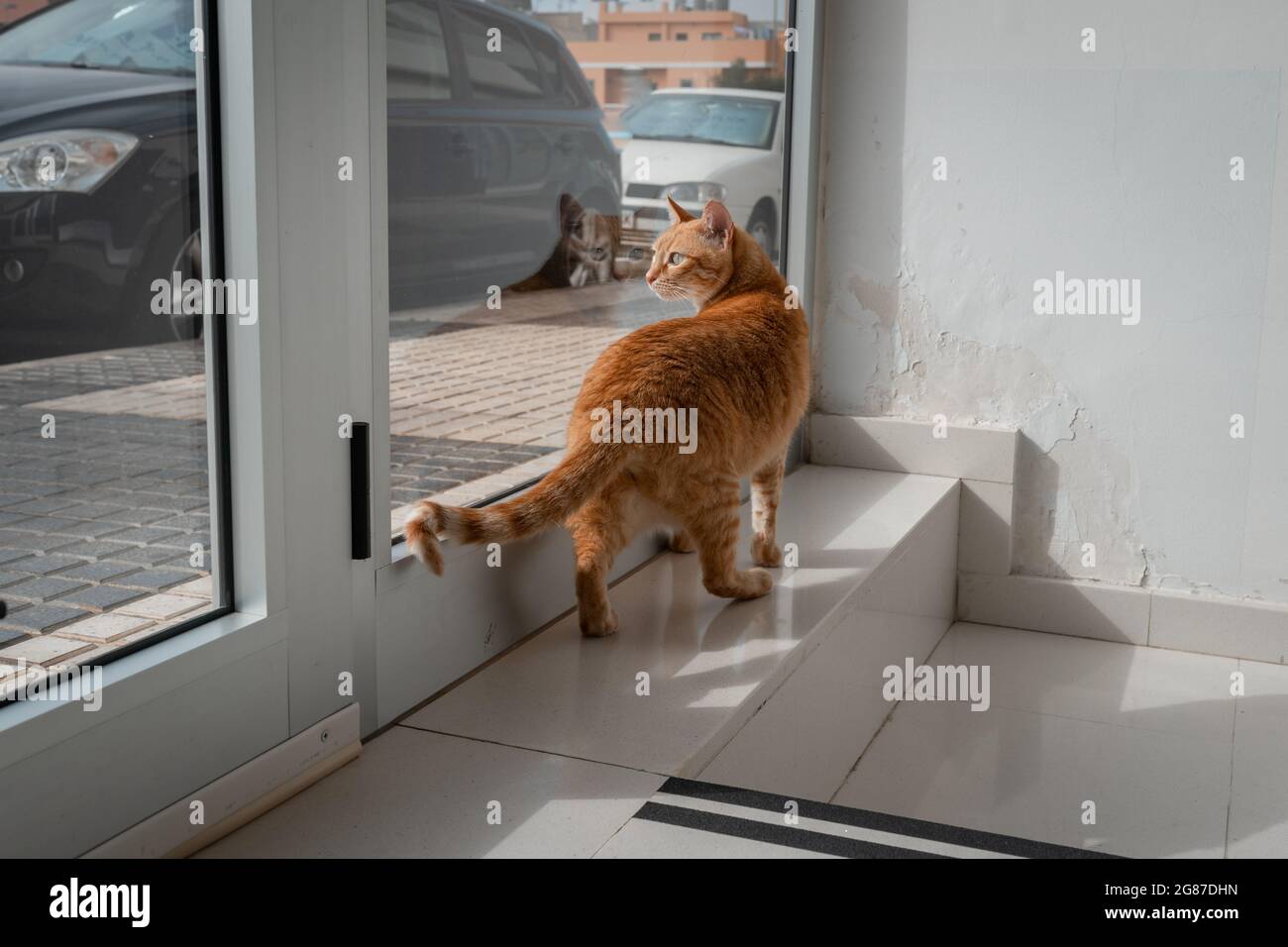 brown tabby cat looks outside from the front door Stock Photo - Alamy