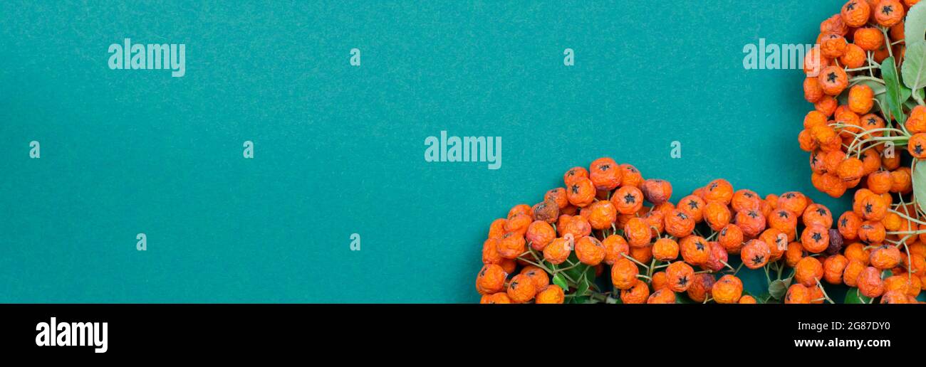 Background banner made of branches and fruits of pyracantha. Picaranta ...