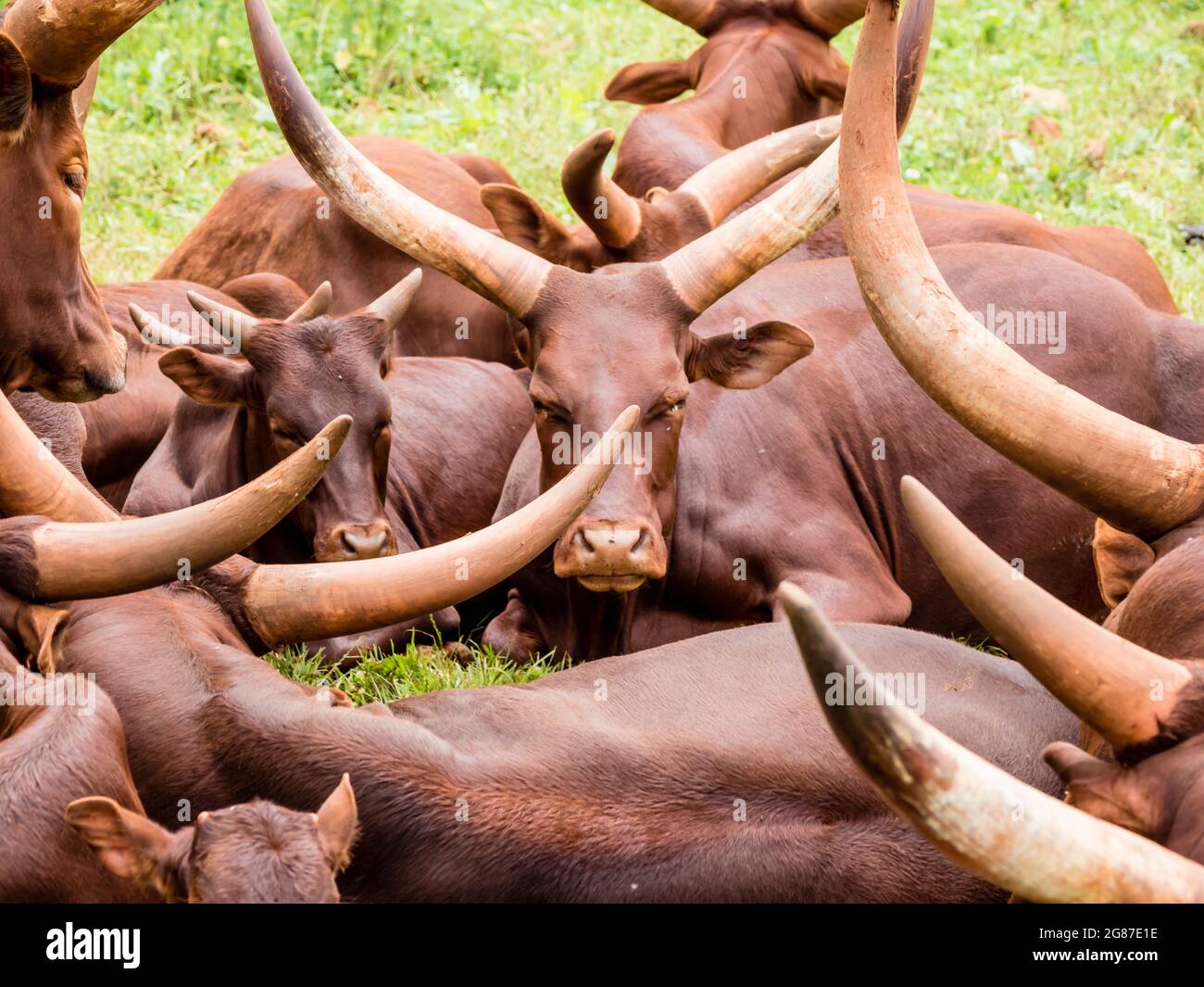 Group of bulls lying in the grass in the zoo Stock Photo - Alamy