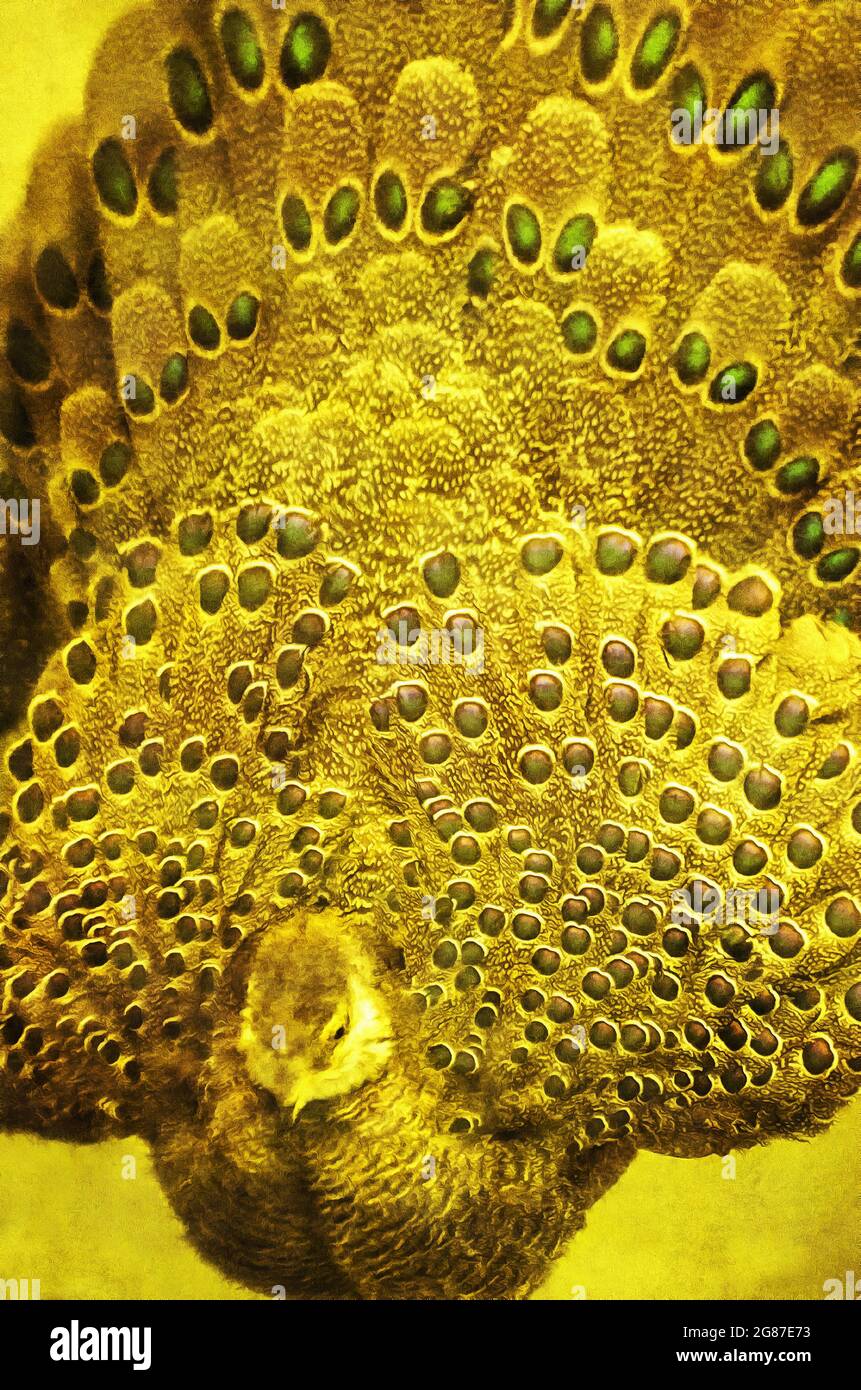 Illustrations argus hi-res stock photography and images - Alamy