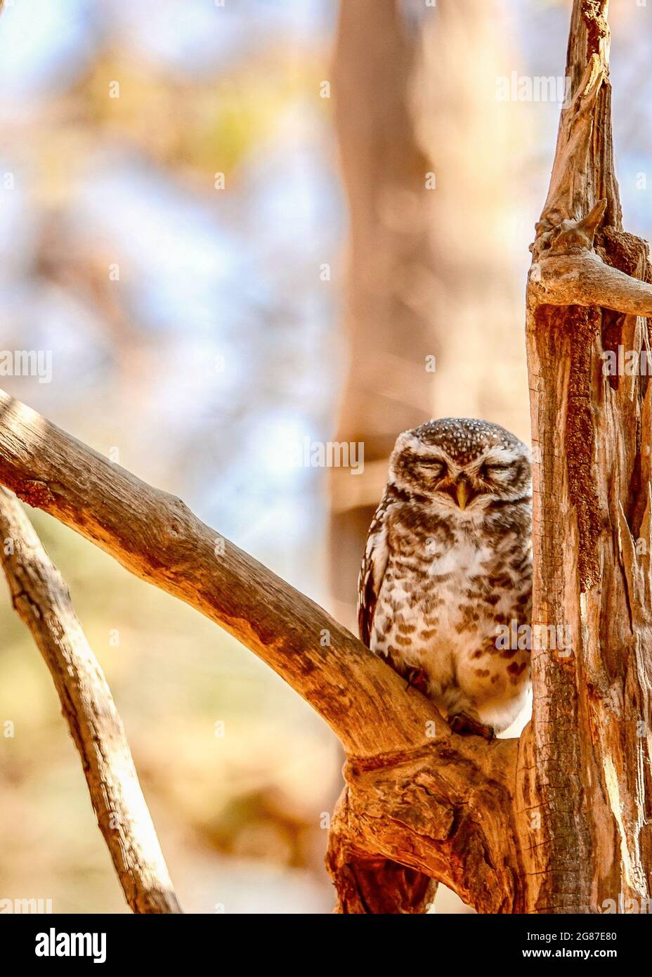 Little owl sleeping on a tree in a field under the sunlight with a ...