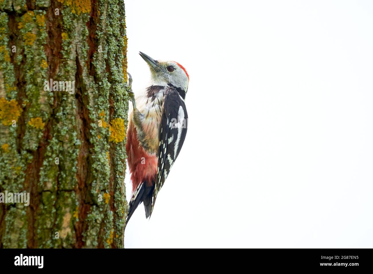 Middle spotted woodpecker isolated on white background (Dendrocoptes ...