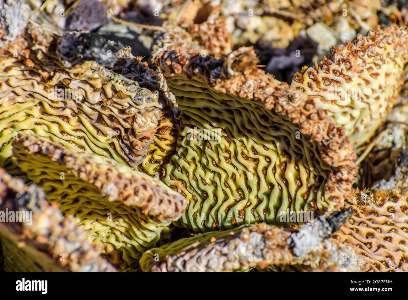 Ground cover cactus hi-res stock photography and images - Alamy
