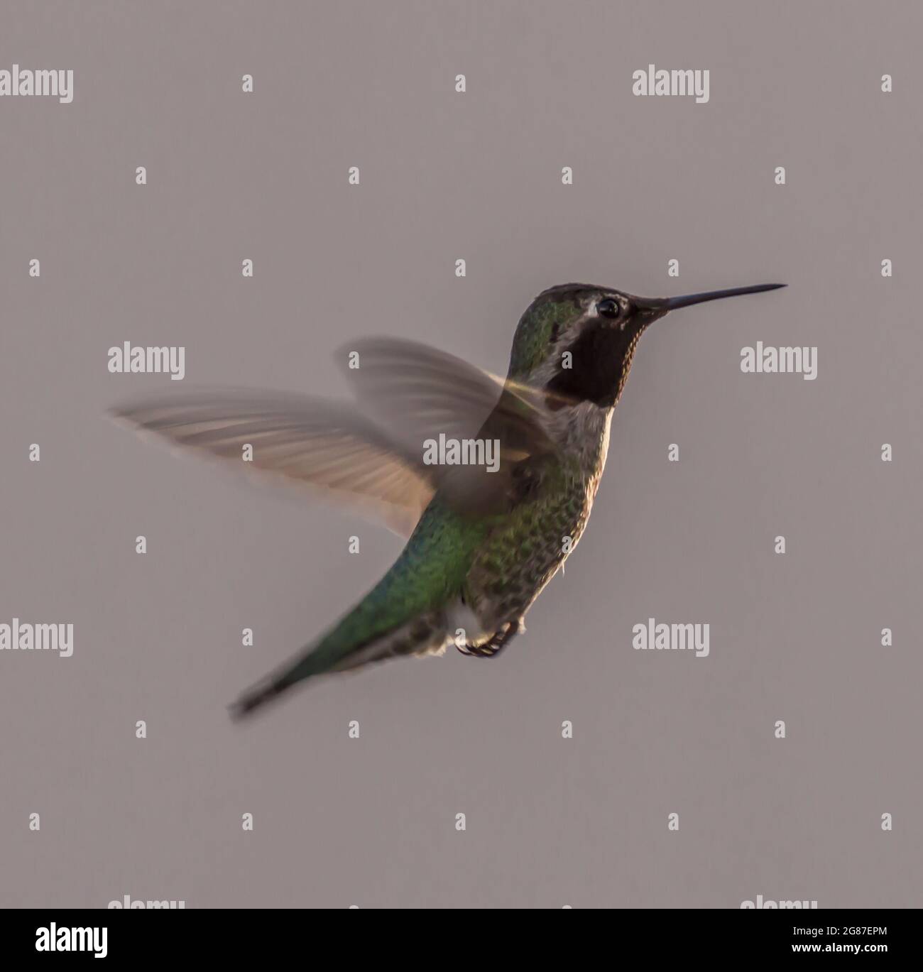 Hummingbird Flying Upside Down