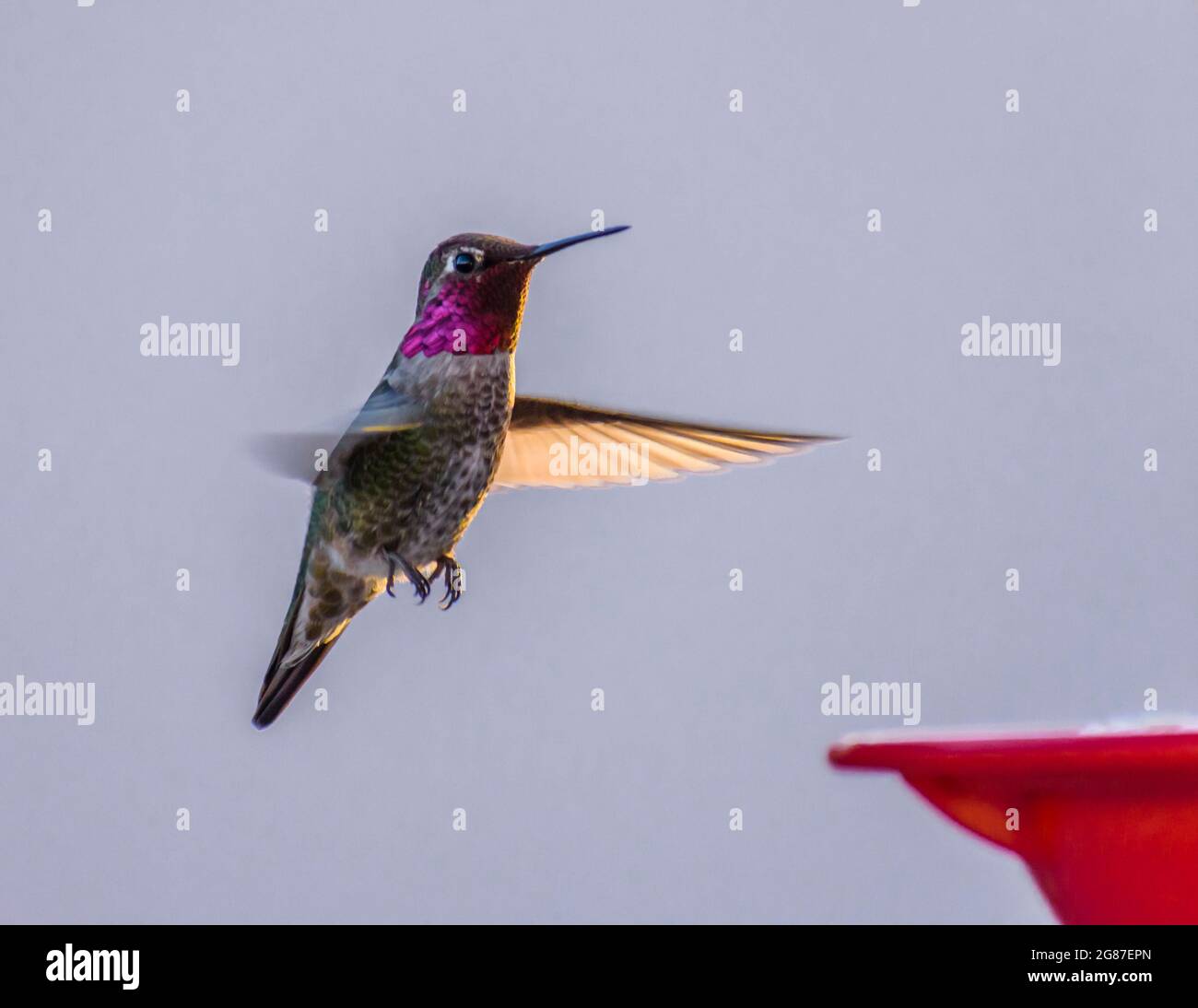 Hummingbird flying sky hi-res stock photography and images - Alamy