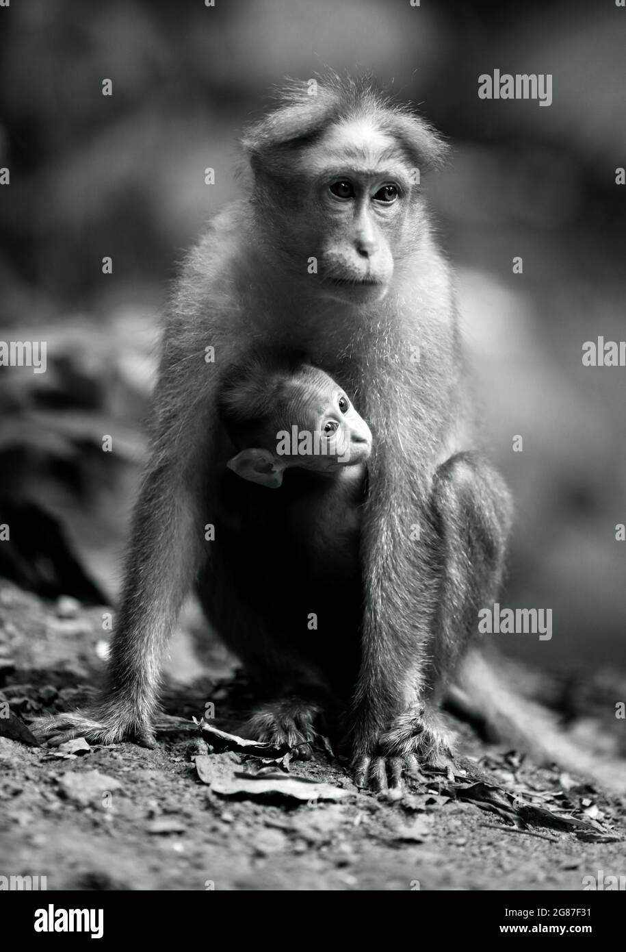 Indian monkeys from Kerala - INDIA Stock Photo - Alamy