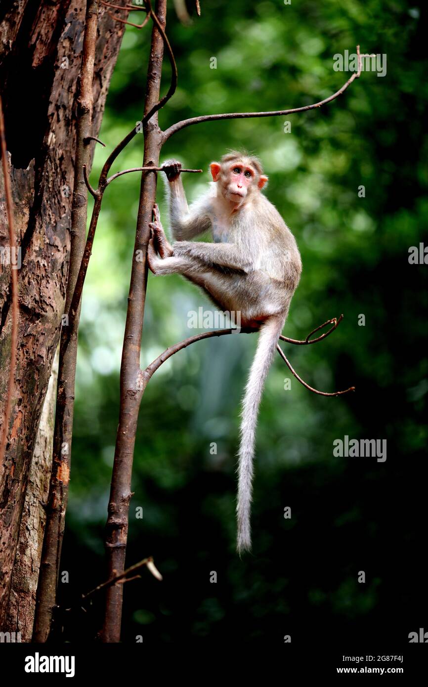 Indian monkeys from Kerala - INDIA Stock Photo - Alamy
