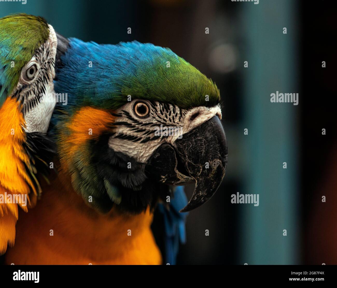 Parrots of africa hi-res stock photography and images - Alamy