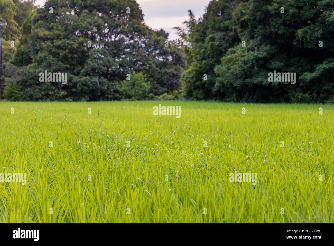 Green grassy meadow hi-res stock photography and images - Alamy