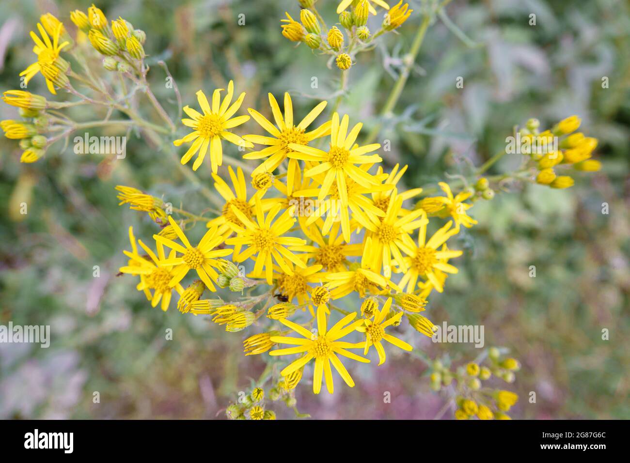 beautiful yellow Ragwort flowers (Senecio jacobaea) growing wild on ...