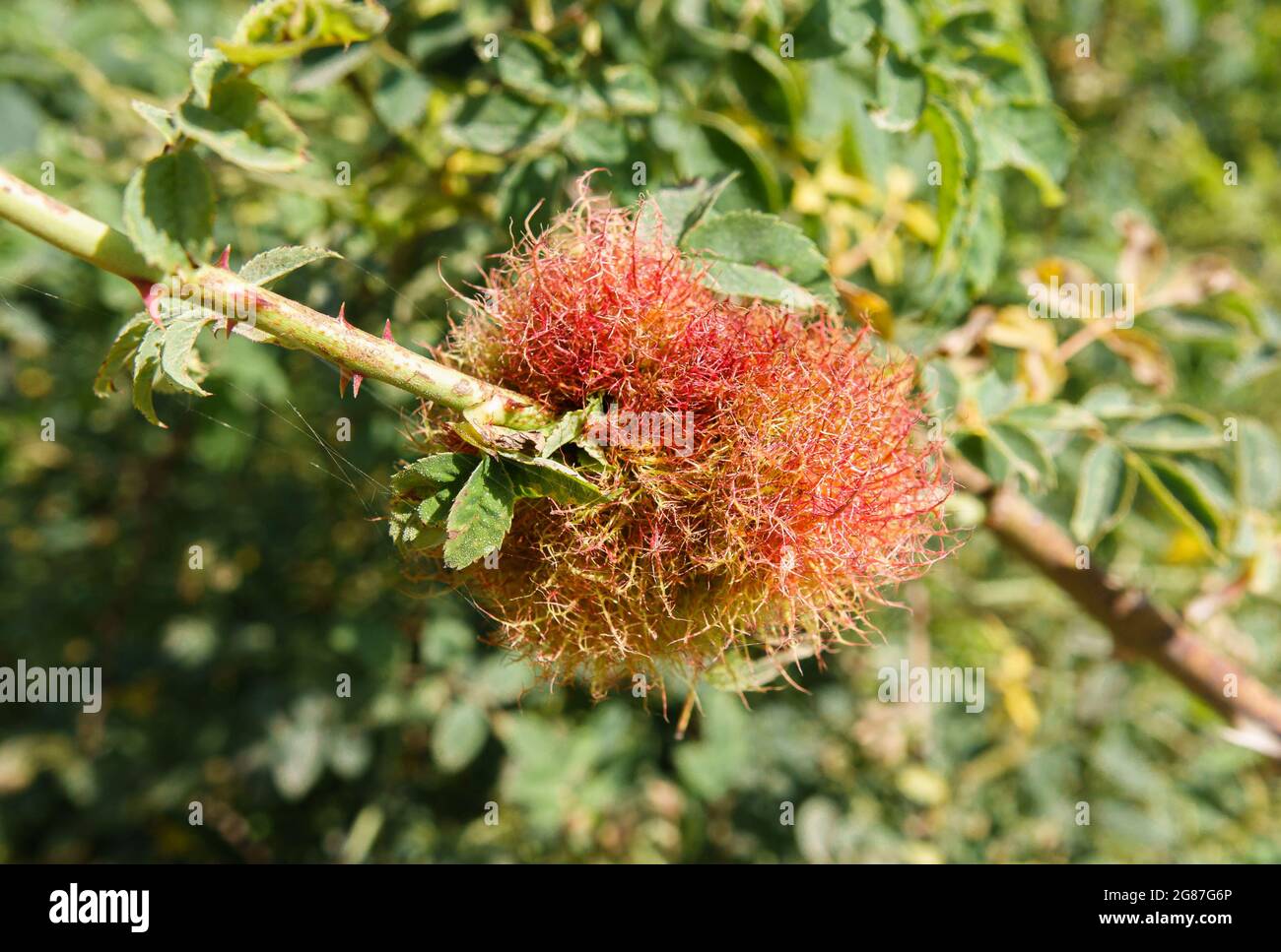 A gall known as the rose bedeguar, Robin's pincushion, mossy rose or ...