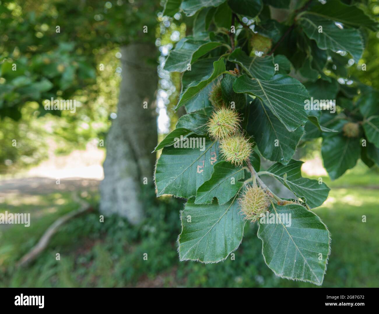 close up of nuts on a European Beech tree (Fagus) growing on Salisbury ...