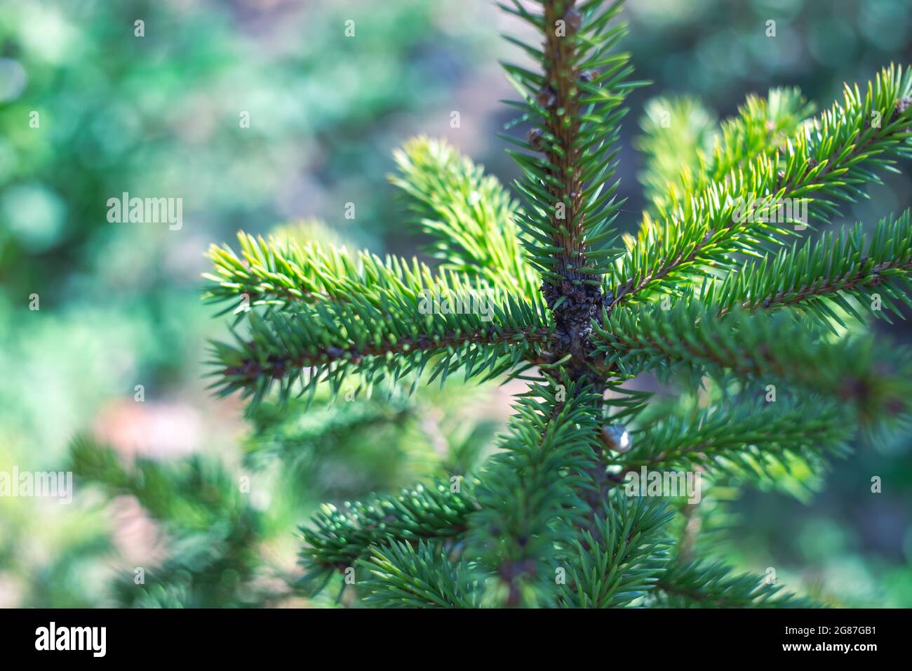 Top of a green Christmas tree, selective focus. Christmas mood, blurred background with bokeh ...