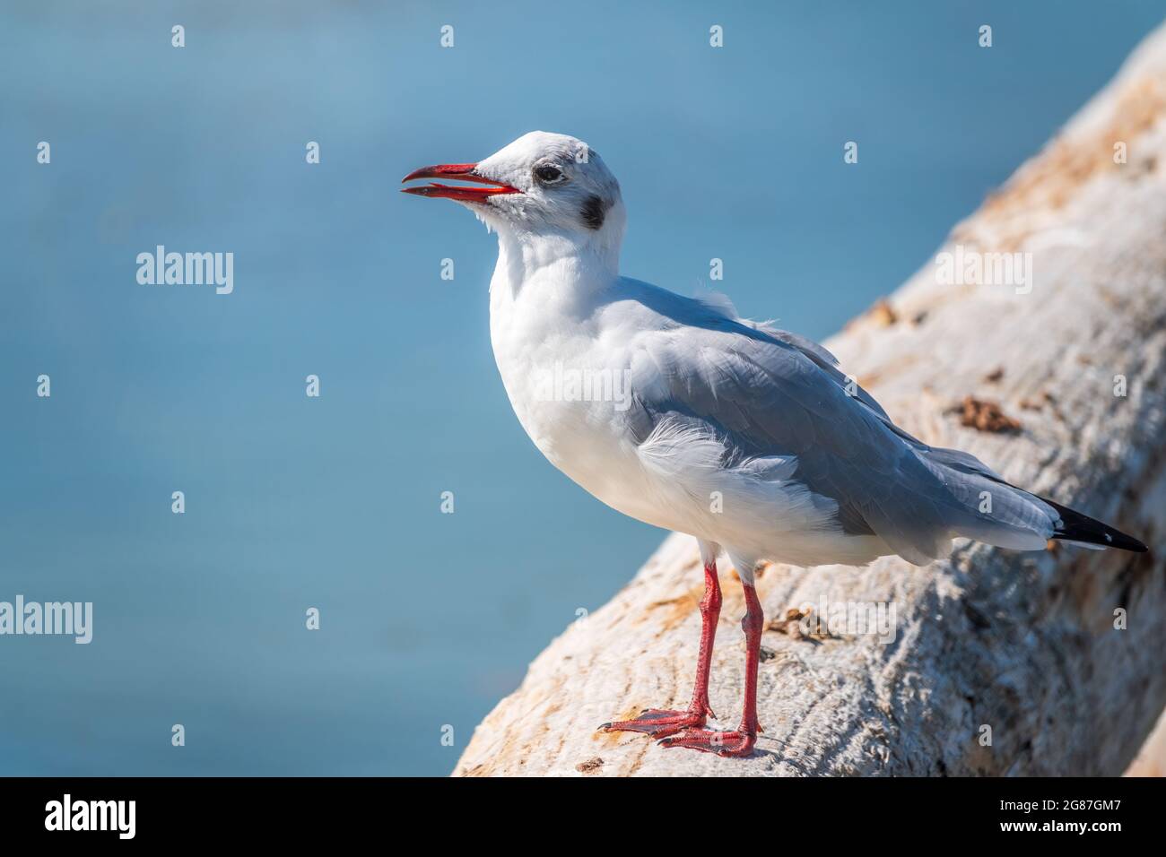 One seagull sits on a old sea pier. The European herring gull, Larus ...