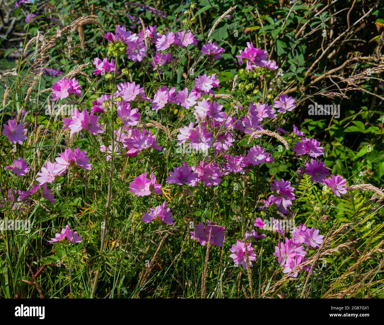 Wild flower Common Mallow sylvestris in full summer flower on grass ...