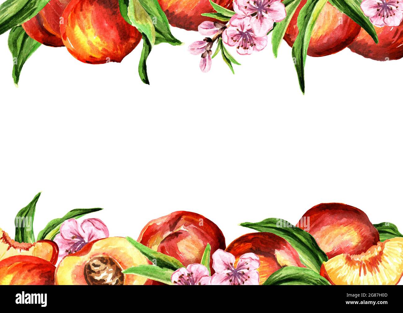 Fresh peaches horizontal template. Watercolor hand drawn illustration ...