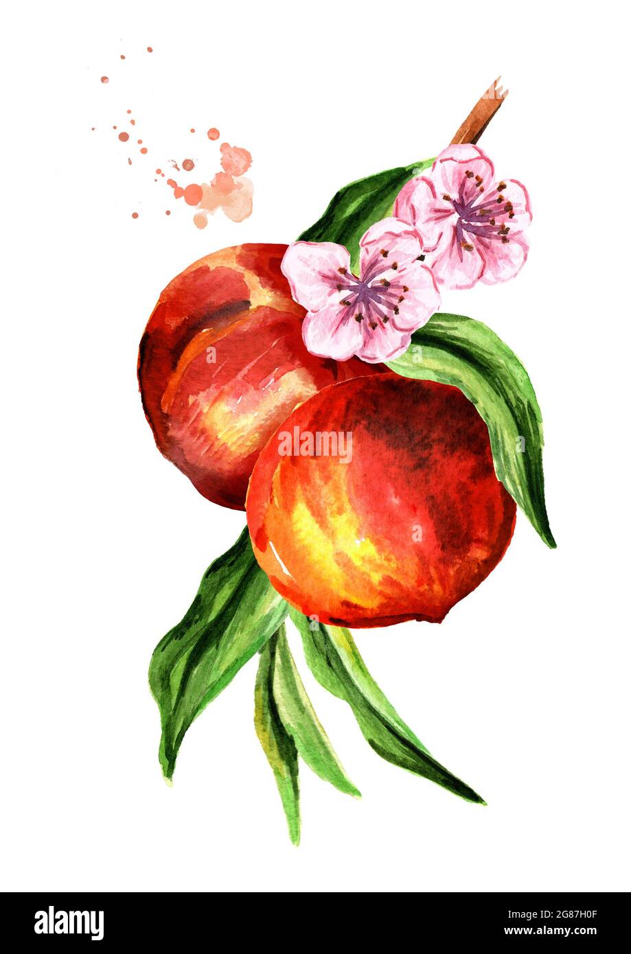 Fresh peach branch isolated on white background. Watercolor hand drawn ...