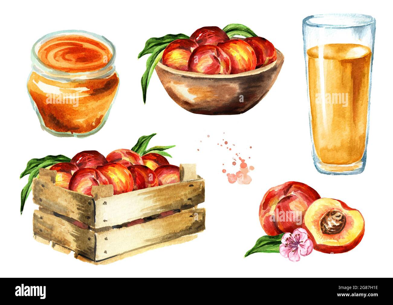 Peach set. Watercolor hand drawn illustration isolated on white ...
