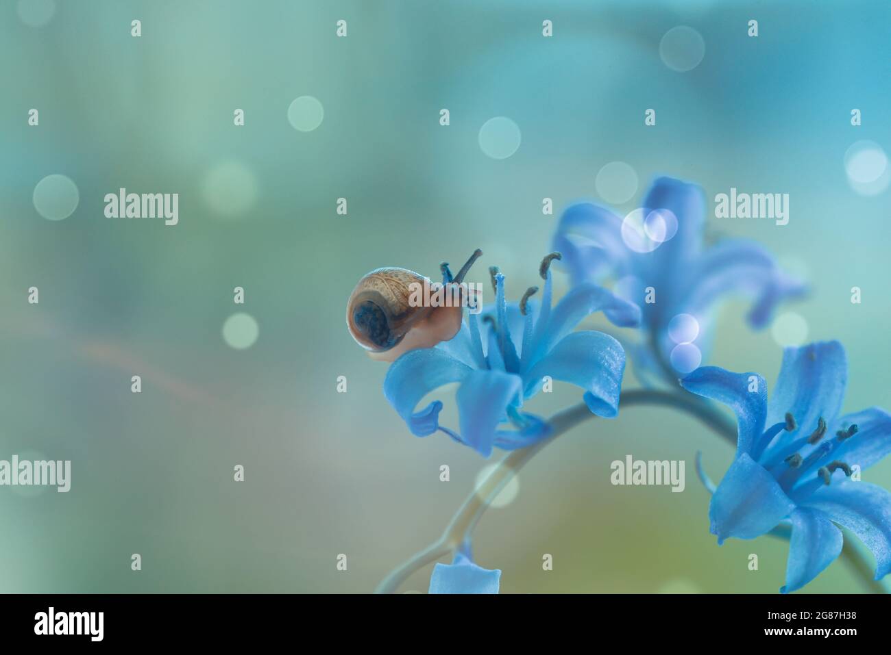 Closeup shot of a snail crawling on a blue flower Stock Photo - Alamy