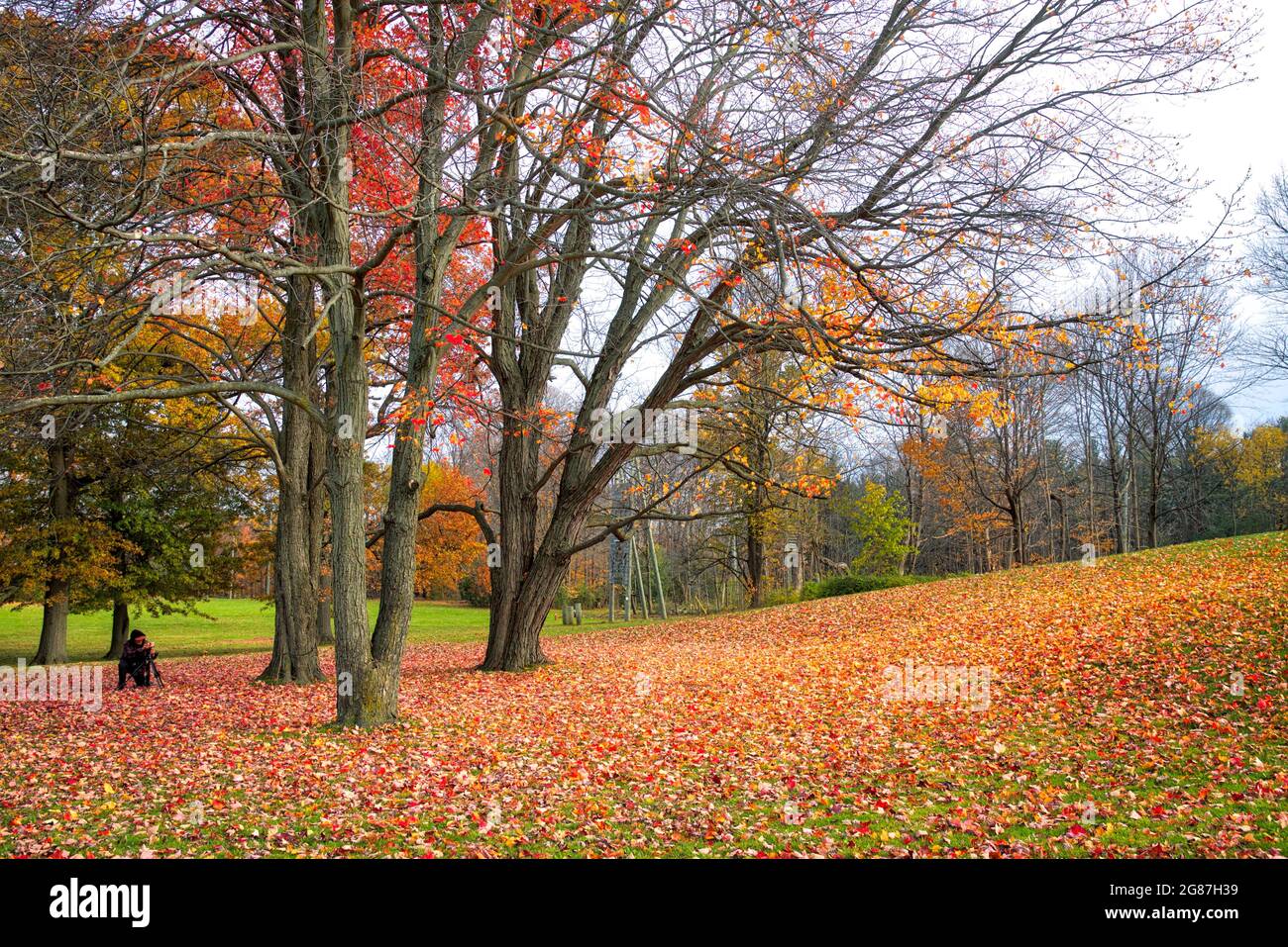 Photographer taking a photo of the maple tree with leaves covered the ...