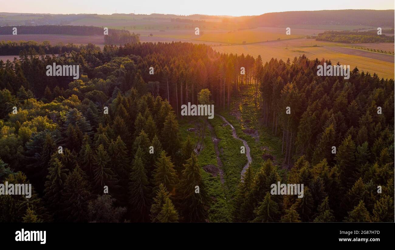 Landscape of a forest covered in greenery under the sunlight during the ...