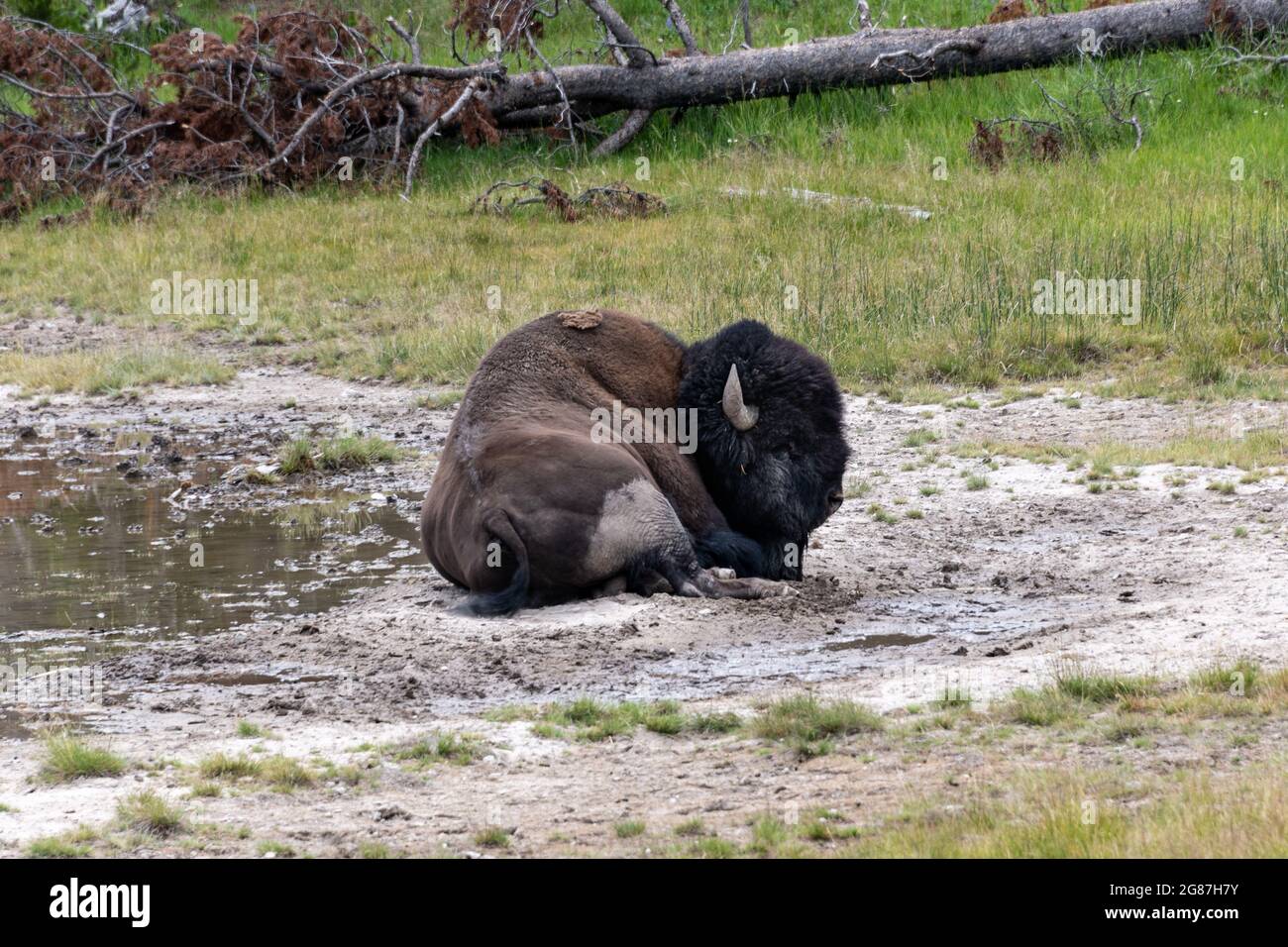 Views of Yellowstone Bison Along Storm Point Nature Trail Stock Photo ...