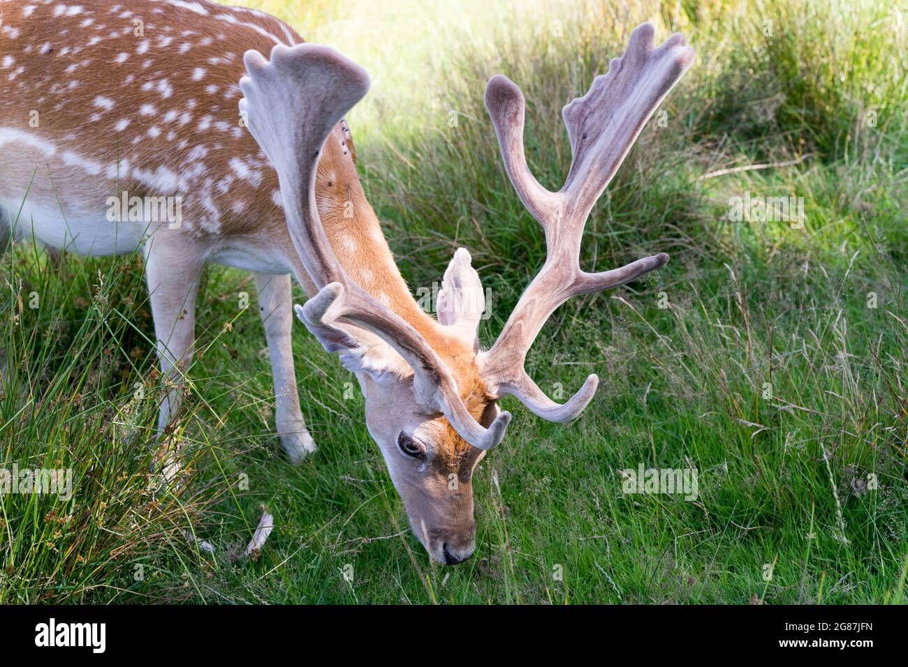 Fallow deer with newly grown antler in National park Kent England, UK ...