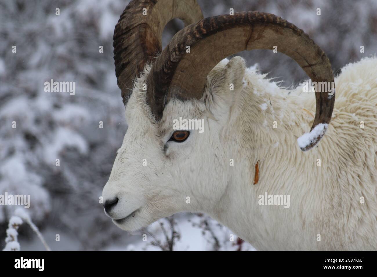 Dall Sheep Ram High Resolution Stock Photography and Images - Alamy