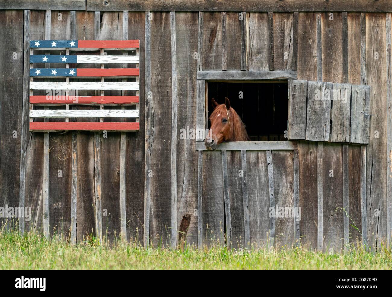 Bryson City, North Carolina, USA. 13th July, 2021. A horse looks out ...