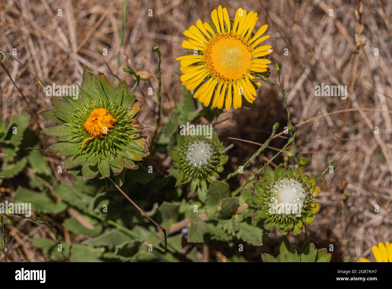 Curlycup gumweed hi-res stock photography and images - Alamy