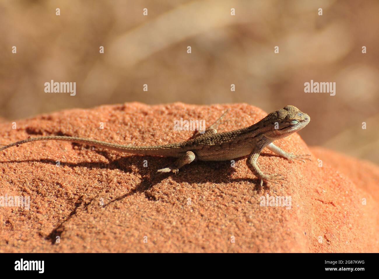 Cartoon illustration lizard looking hi-res stock photography and images ...