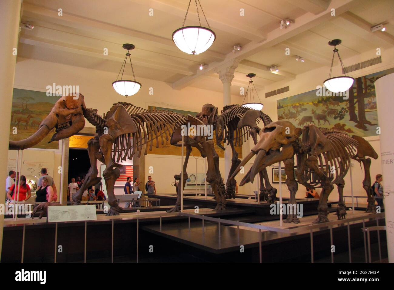 Dinosaur's skeleton in the science museum Stock Photo - Alamy