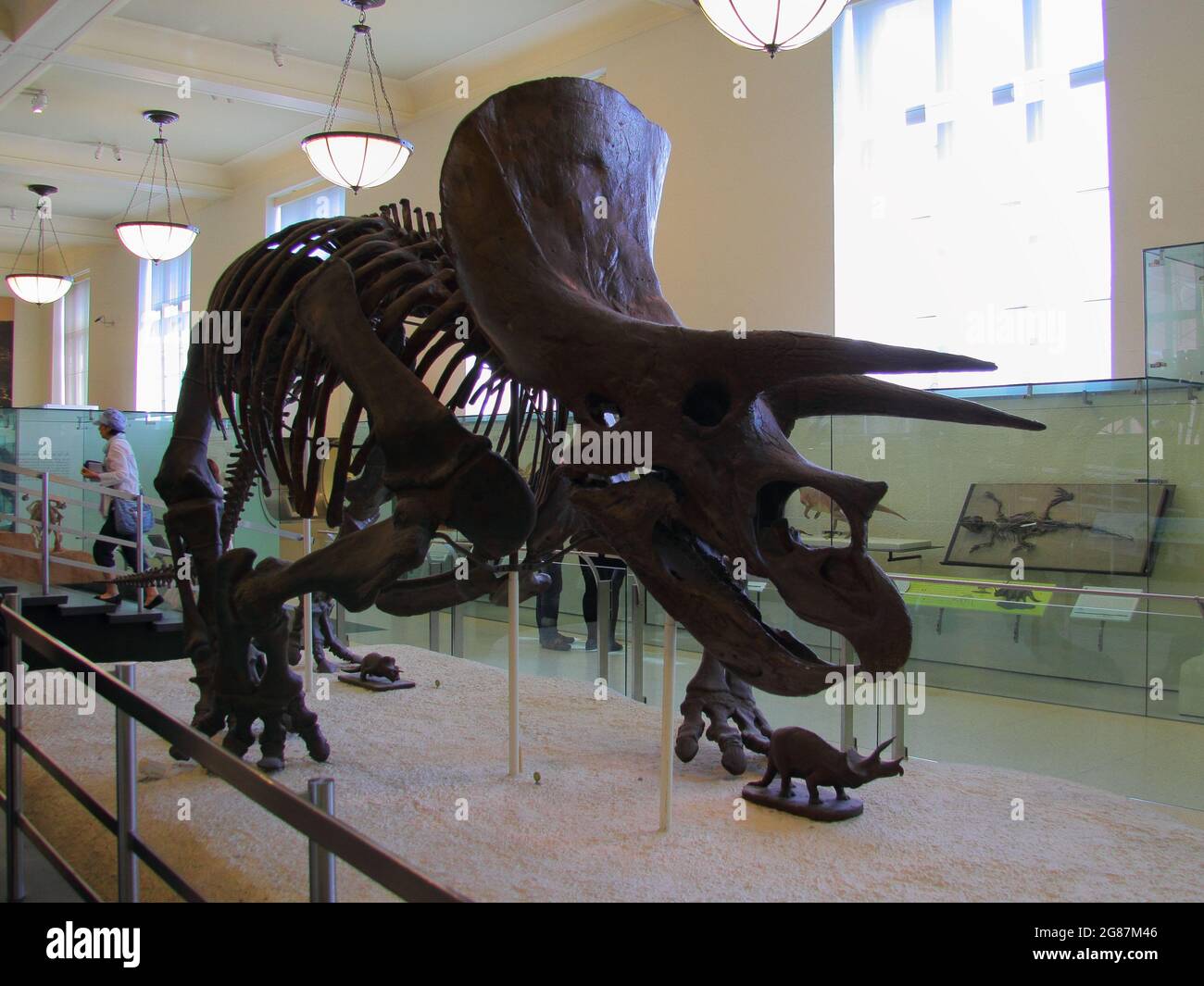 Dinosaur's skeleton in the science museum Stock Photo - Alamy