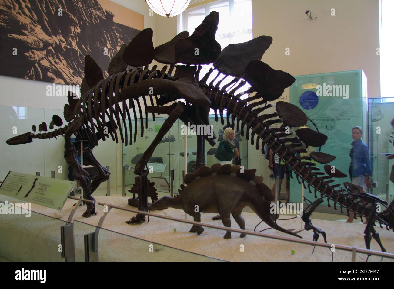 Dinosaur's skeleton in the science museum Stock Photo - Alamy