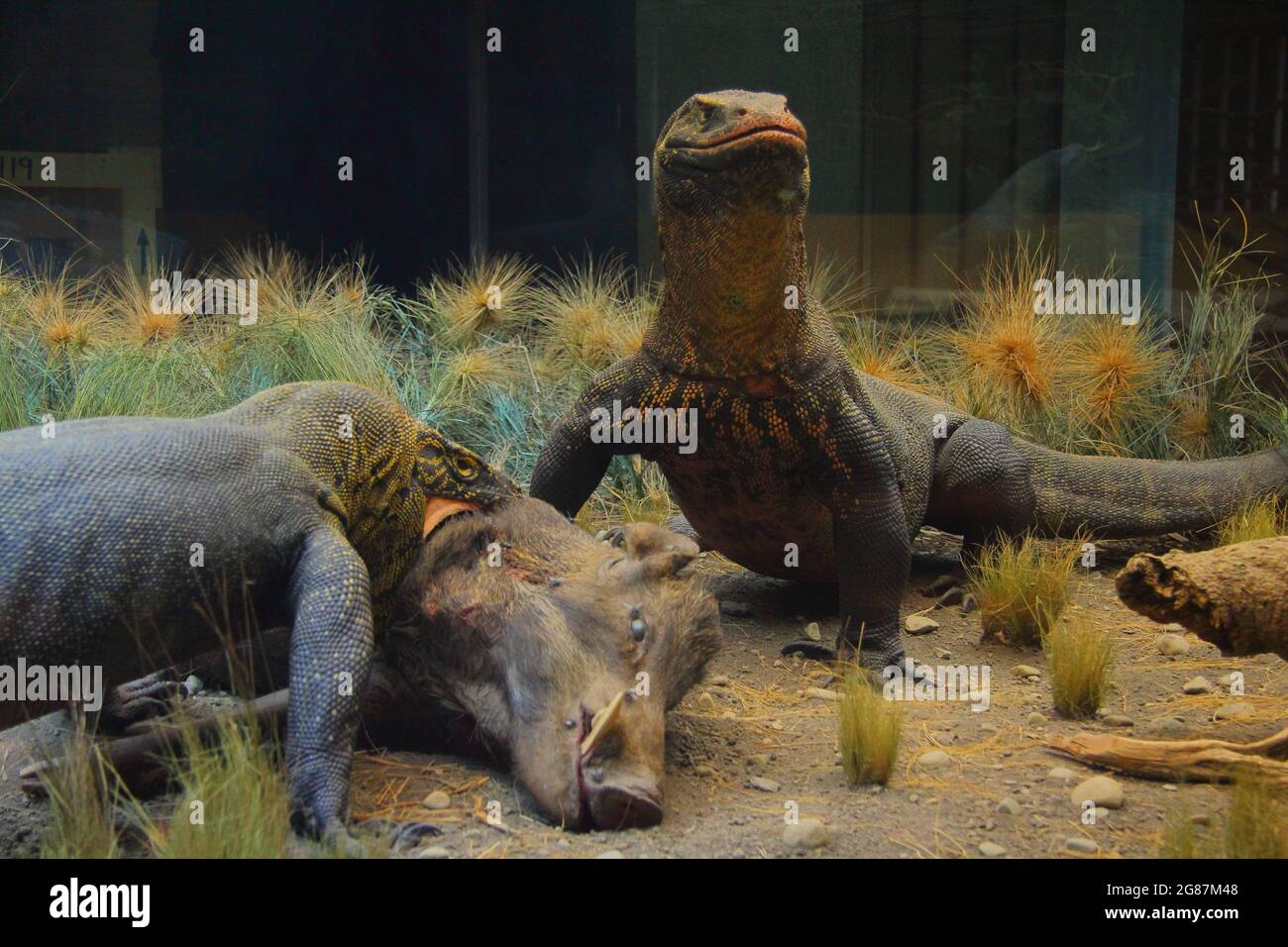 Wild animals scenary rebuilt in the science museum Stock Photo - Alamy
