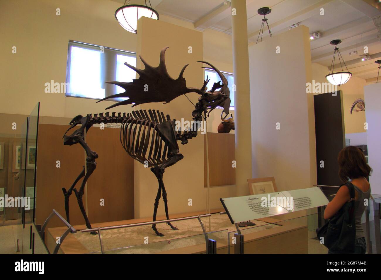 Dinosaur's skeleton in the science museum Stock Photo - Alamy