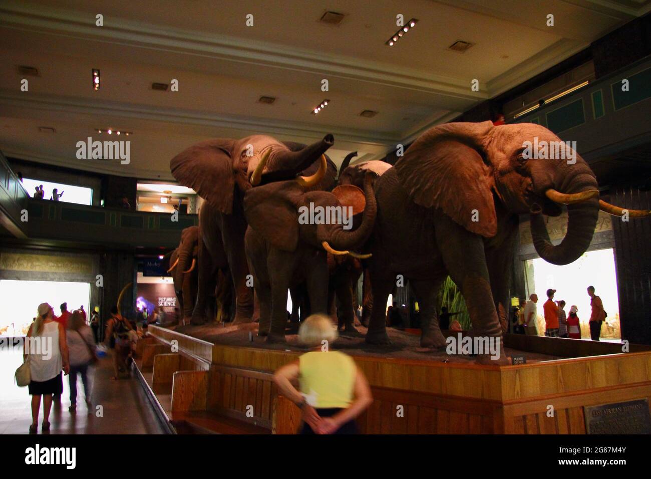 Wild animals scenary rebuilt in the science museum Stock Photo - Alamy