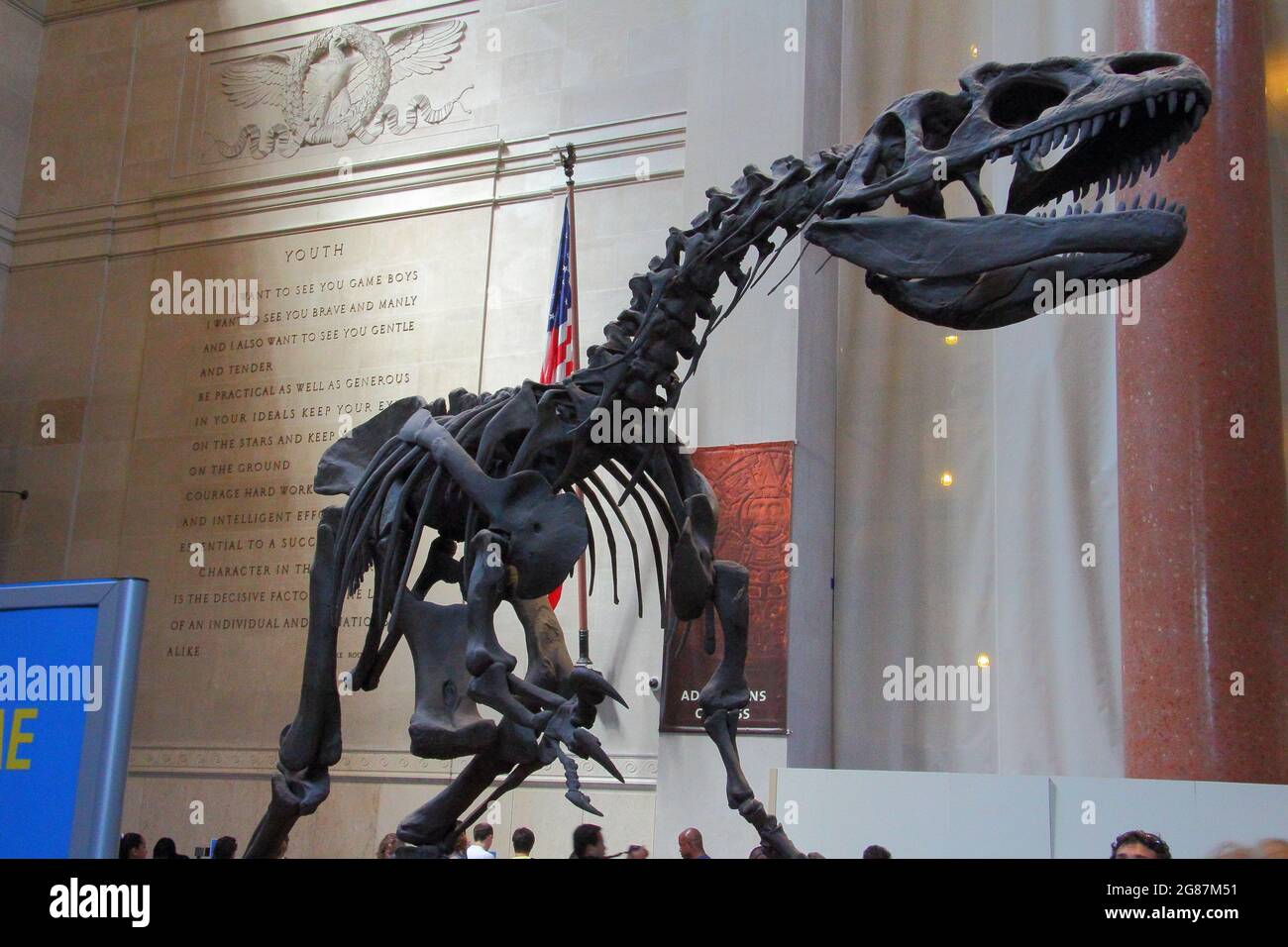 Dinosaur's skeleton in the science museum Stock Photo - Alamy