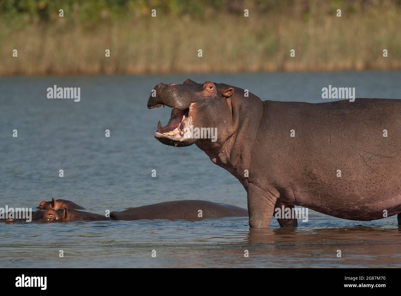 Hippopotamus in wetland environment, African Savannah, South Africa ...