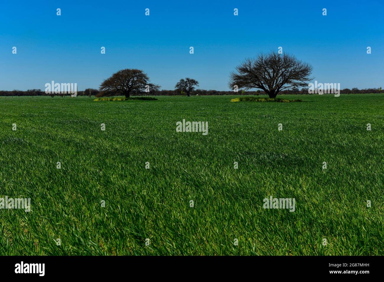 Calden, Prosopis Caldenia) in Pampas landscape, typical tree of the ...