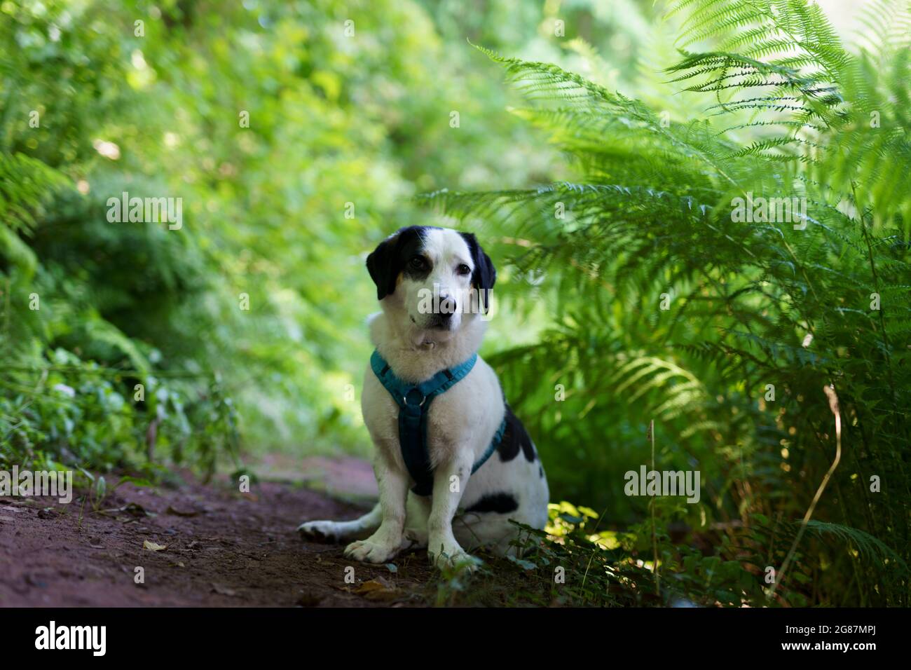 Dog in the Forest Stock Photo - Alamy
