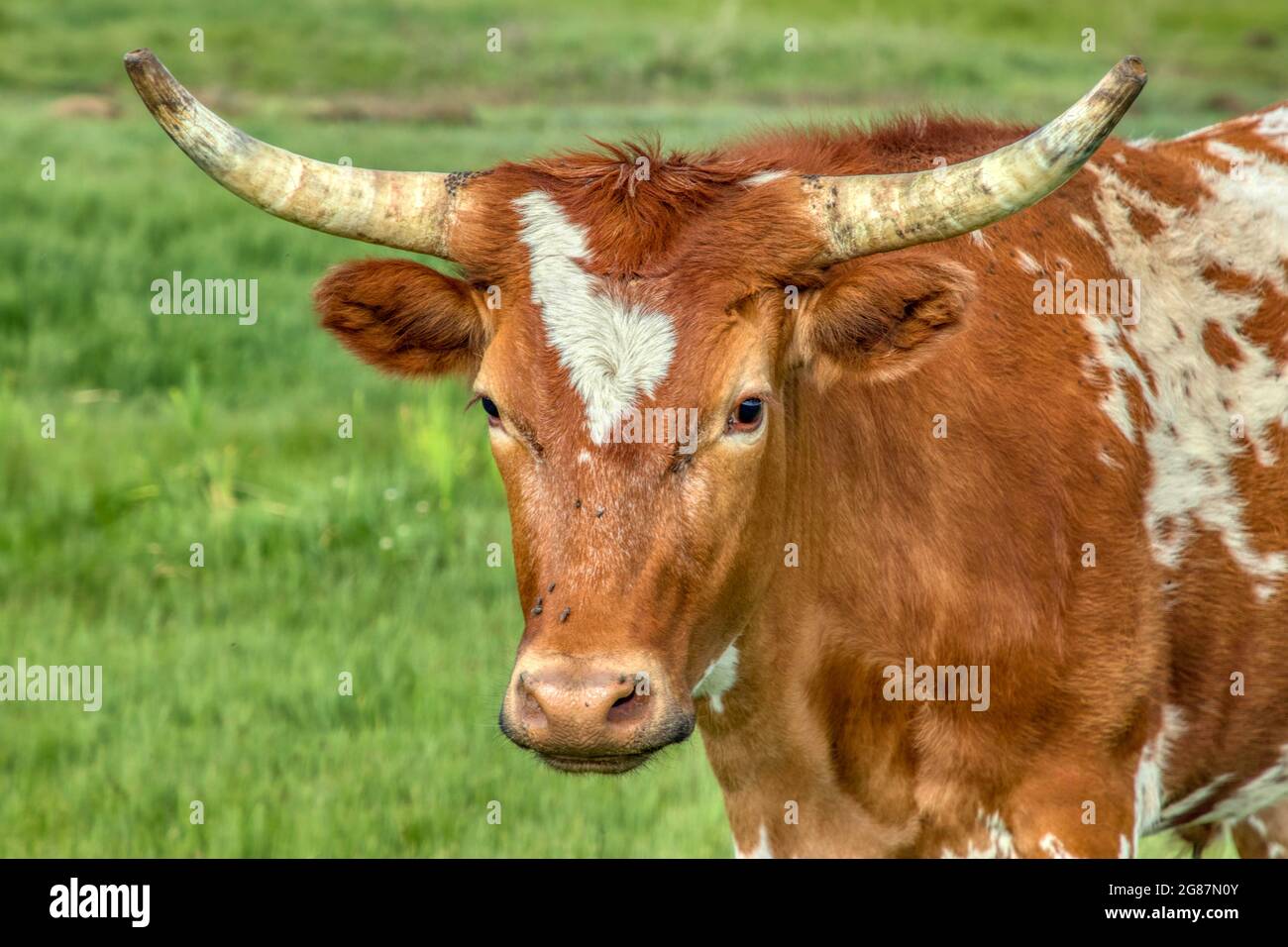 Colorado Ranch Livestock Stock Photo - Alamy