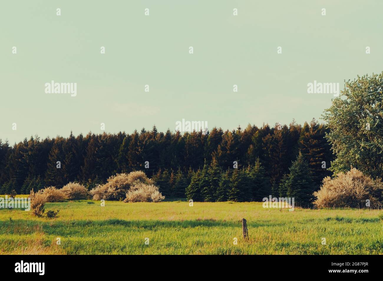 Landscape - Line of trees Stock Photo - Alamy